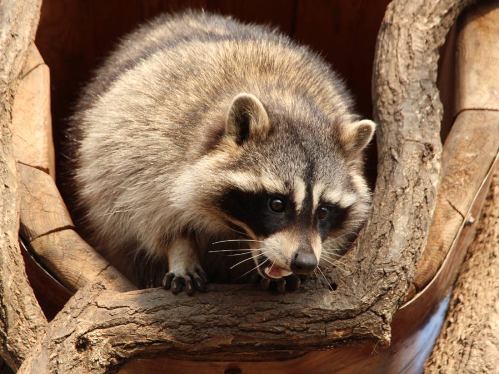 Types of Wildlife - Smith Wildlife Services